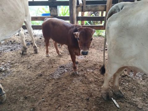 "mini vaca" - Animais para agropecuária no Brasil