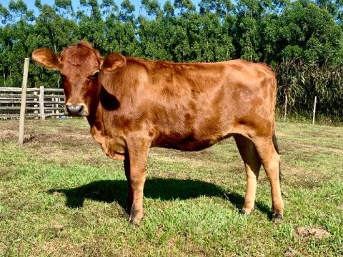 "vaca jersey" - Animais para agropecuária no Brasil