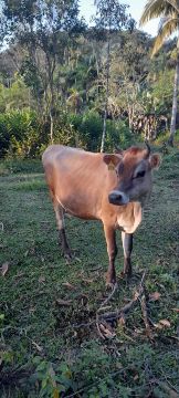 "vaca jersey" - Animais para agropecuária no Brasil