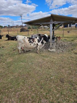 "mini vaca" - Animais para agropecuária no Brasil