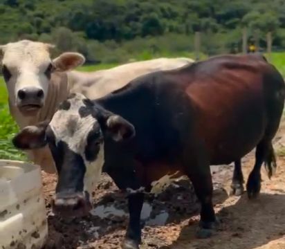 "mini vaca" - Animais para agropecuária no Brasil