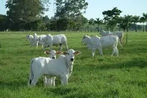 "bezerro nelore" - Animais para agropecuária no Brasil