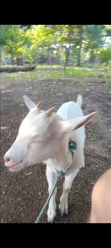 "mini cabras" no Brasil