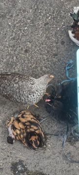 "galinhas garnizes" no Brasil