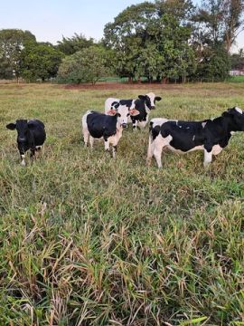 "mini vaca" - Animais para agropecuária no Brasil