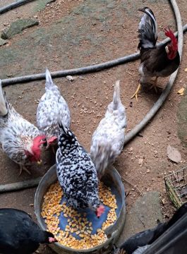 "galinhas garnizes" no Brasil