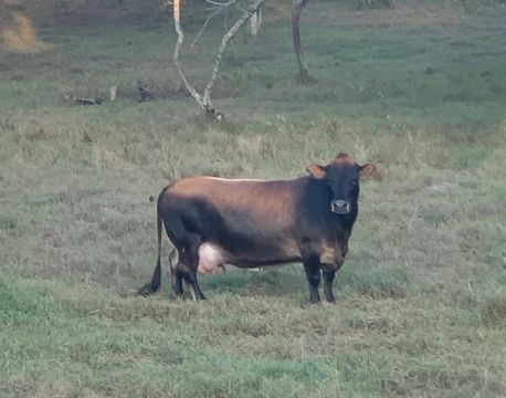 "vaca jersey" - Animais para agropecuária no Brasil