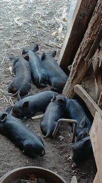 "filhotes de porcos" - Outros animais no Brasil