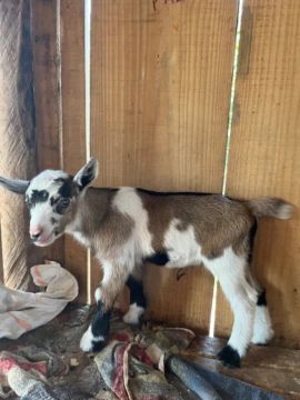 "mini cabras" no Brasil