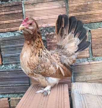 "galinhas garnizes" no Brasil