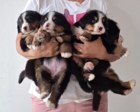 "filhotes de bernese" - Cachorros no Brasil