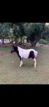 "mini ponei" no Brasil