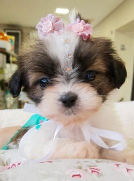 Cachorros em Curitiba e região, PR