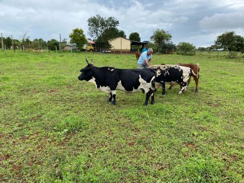 "boi mini boi" - Animais para agropecuária no Brasil