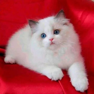 "ragdoll" - Gatos no Brasil