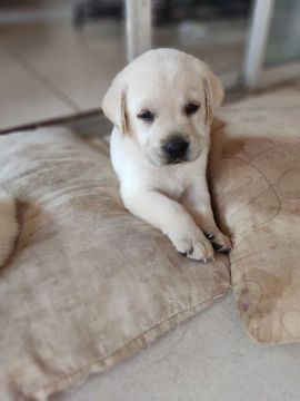 "filhote labrador puro" - Cachorros no Brasil