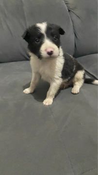 "bode filhote" no Brasil