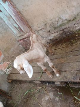 "bodes e cabras" no Brasil