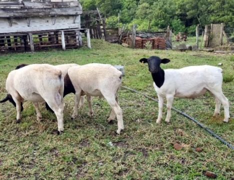 "carneiros dorper" no Brasil