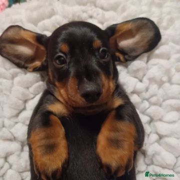 "cachorro cofap" - Cachorros no Brasil