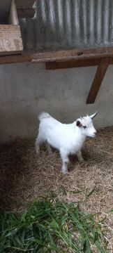 "mini cabras" no Brasil