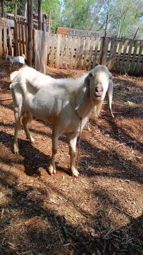 "bode filhote" no Brasil