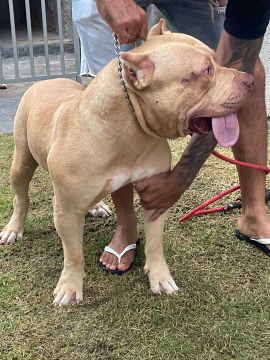 "cachorros pit monster" - Cachorros no Brasil