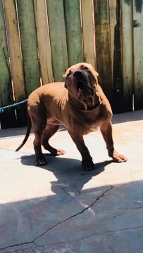 "cachorros pit monster" - Cachorros no Brasil