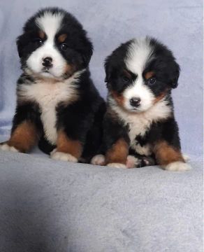 "filhotes de bernese" - Cachorros no Brasil