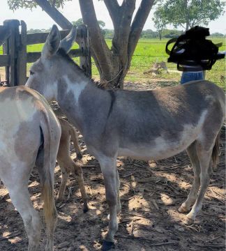 "jumentos" no Brasil