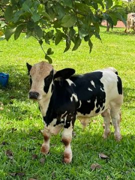 "mini vaca" - Animais para agropecuária no Brasil