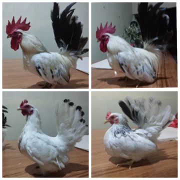 "garnizes nagasaki" no Brasil