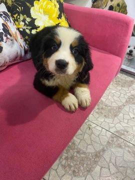 "filhotes de bernese" - Cachorros no Brasil