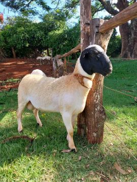 "carneiros dorper" no Brasil