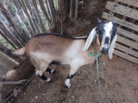 "bode filhote" no Brasil