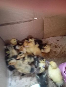 "filhotes de patos" - Outros animais no Brasil