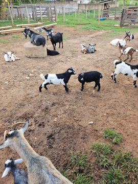 "mini cabras" no Brasil