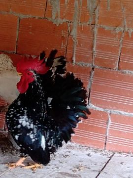 "garnizes nagasaki" no Brasil