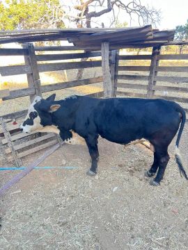 "boi mini boi" - Animais para agropecuária no Brasil