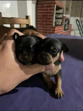 "pinscher 00 miniatura" - Cachorros no Brasil