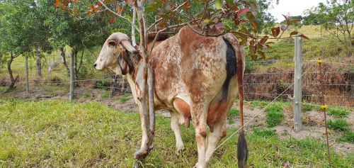 "vacas gir leiteiro" no Brasil