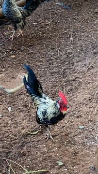 "mini garnizes" no Brasil