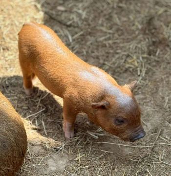 "filhotes de porcos" - Outros animais no Brasil