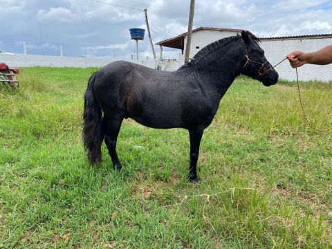 "mini ponei" no Brasil