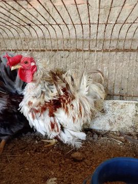 "mini garnizes" no Brasil