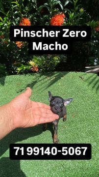 "pinscher 0" - Cachorros no Brasil