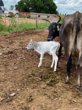 "vacas de cria" no Brasil