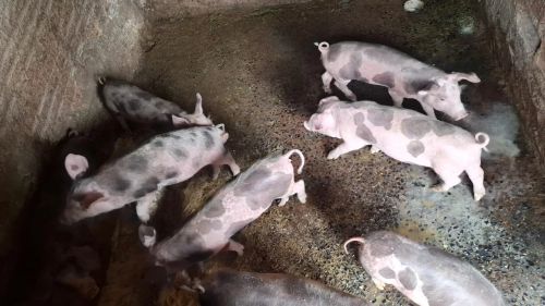 "filhotes de porcos" - Outros animais no Brasil