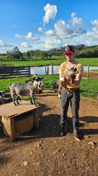 "mini cabras" no Brasil
