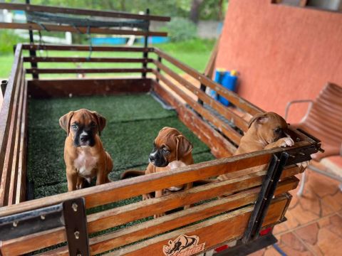 "filhotes de boxer" - Cachorros no Brasil